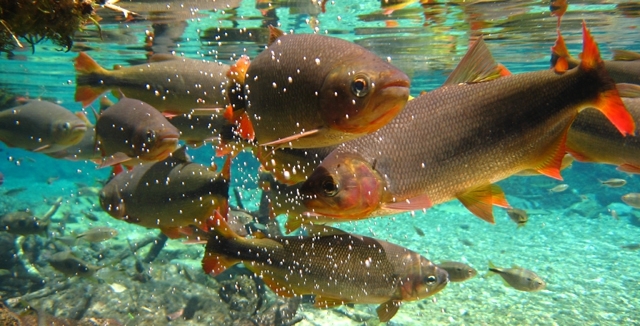 Bonito Travel Guide - Brazil Adventure Tours